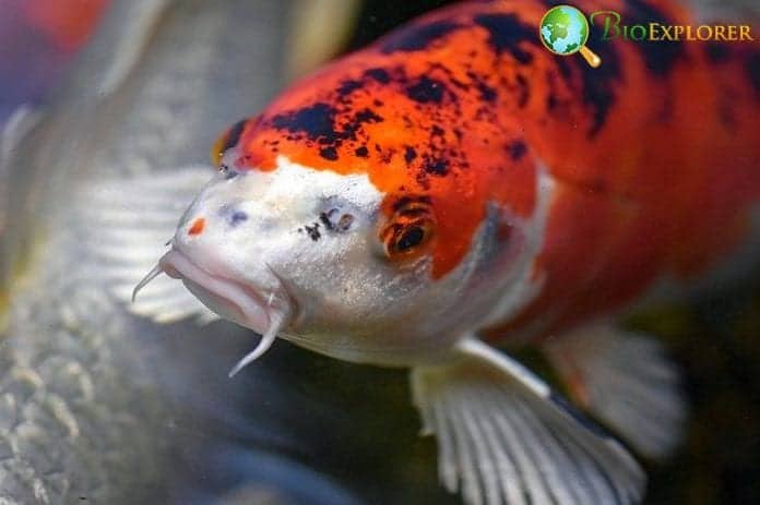 What Do Koi Fish Eat? | Koi Fish Diet By Types | What Eats Koi Fish?