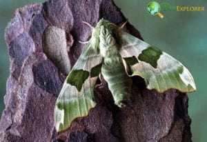 What Do Moths Eat? | What Eats Moths? | Moths Diet By Types