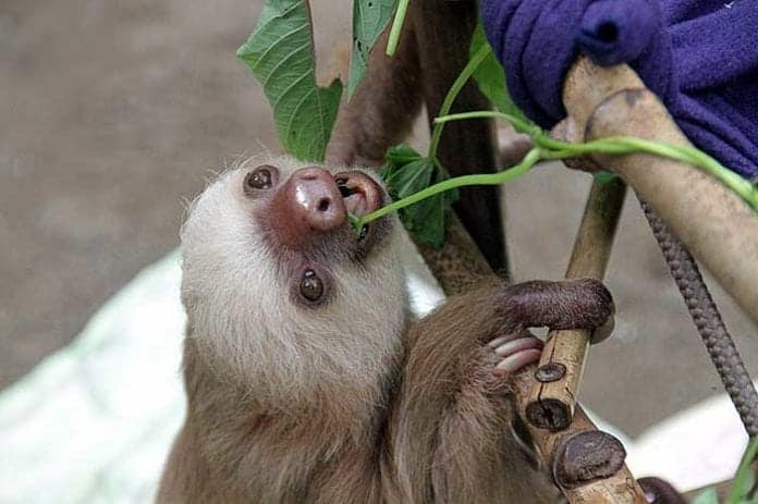 What Do Sloths Eat? | Sloths Diet By Types | What Eats Soths?