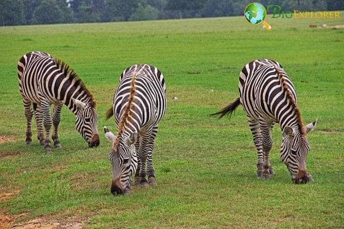 What Do Zebra Eat? | Zebras Diet by Types | What Eats Zebras?