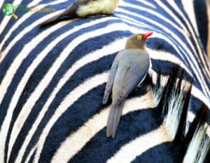 Red-billed Oxpecker | Buphagus Erythrorynchus | Black Bird