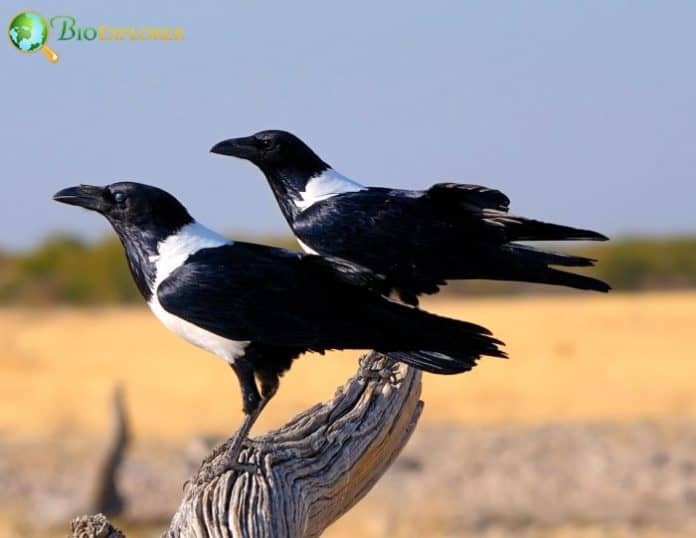Pied Crow | Corvus Albus | Black and White Bird | BioExplorer