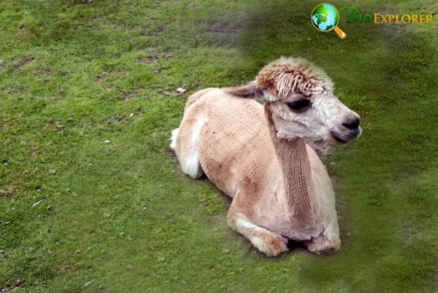 What Do Alpacas Eat? | Alpacas Diet By Types | Biology Explorer