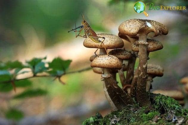 What Do Crickets Eat? | Cricket Diet By Types | What Eats Crickets?