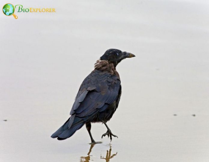 Northwestern Crow | Corvus Caurinus | Black Bird | BioExplorer