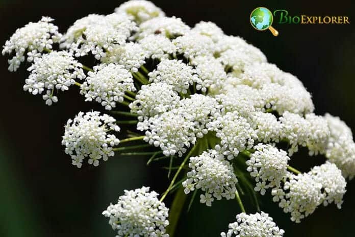 Ammi majus Flower | False Queen Anne's Lace | Filler Flower