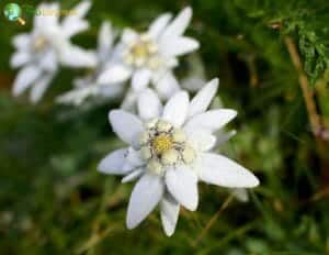 Edelweiss Flower | White Tubular Flower | Mountain Flower | BioExplorer