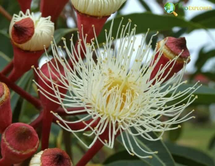 Eucalyptus Flower | Myrtaceae Flower Pictures | BioExplorer.net