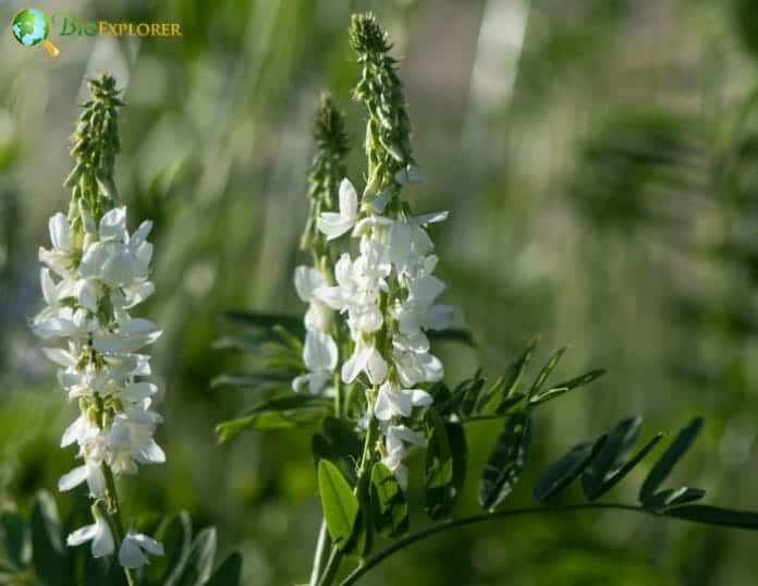 Goat's rue Flower | Galega officinalis | French Lilac | BioExplorer.net
