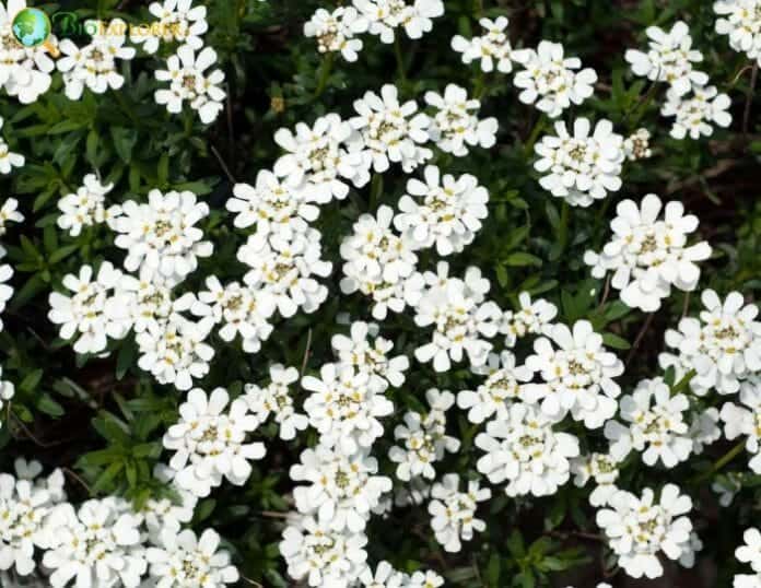 Iberis amara Flower | Perennial Candytuft | Garden Candytuft | BioExplorer
