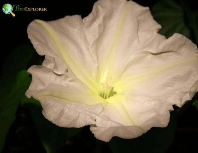 Moonflower | Ipomoea alba | Moonvine | BioExplorer.net