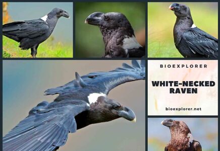 Common Raven | Corvus Corax | Black Bird | BioExplorer