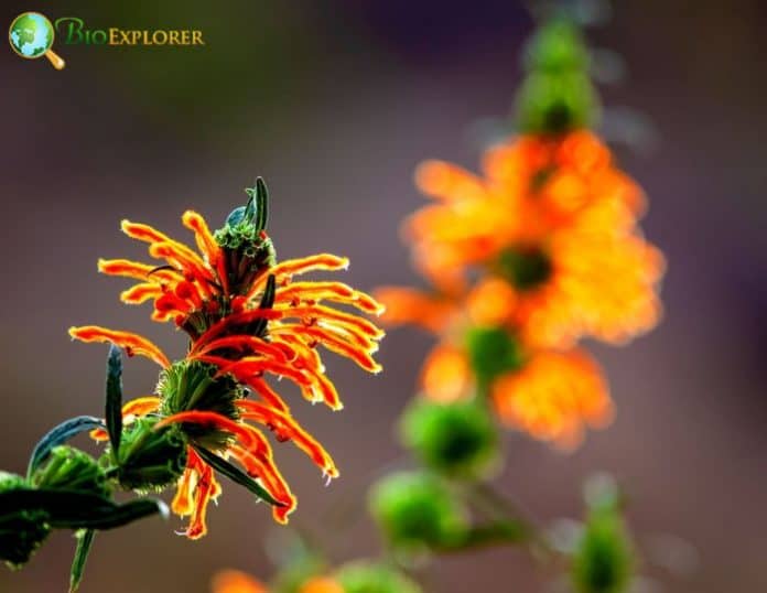 Wild Dagga Flower | Leonotis Ocymifolia | Wildflower | BioExplorer