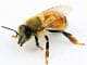 How Long Do Bees Live? | Explore Lifespan of Bees By Their Types