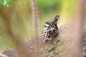 What Do Wrens Eat? | Wrens Diet By Types | Biology Explorer