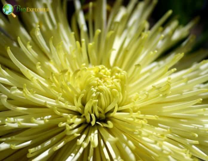 Fuji Mums Flower | spider chrysanthemums | BioExplorer.net