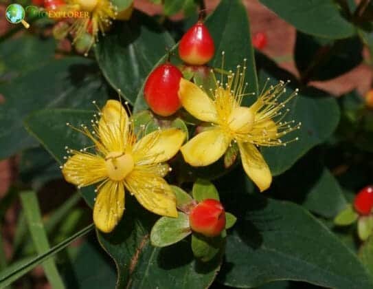 Hypericum Berry Flower | Above A Sprint | BioExplorer.net