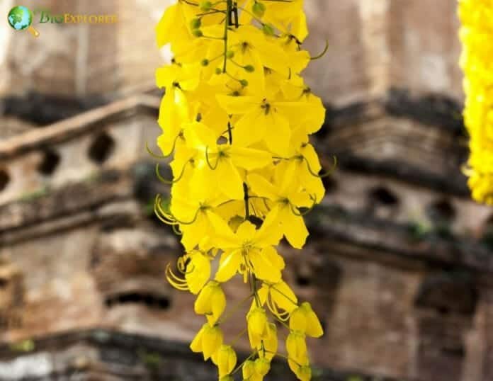 Laburnum Flower | Laburnum anagyroides | BioExplorer.net