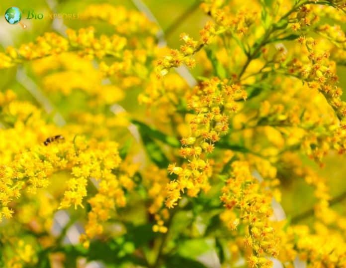 Solidago Flower | goldenrod | BioExplorer.net