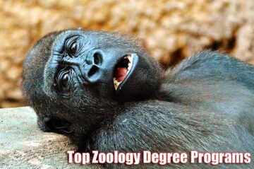 Top 5 Colleges For Zoology in USA | Top Zoology Graduate Programs